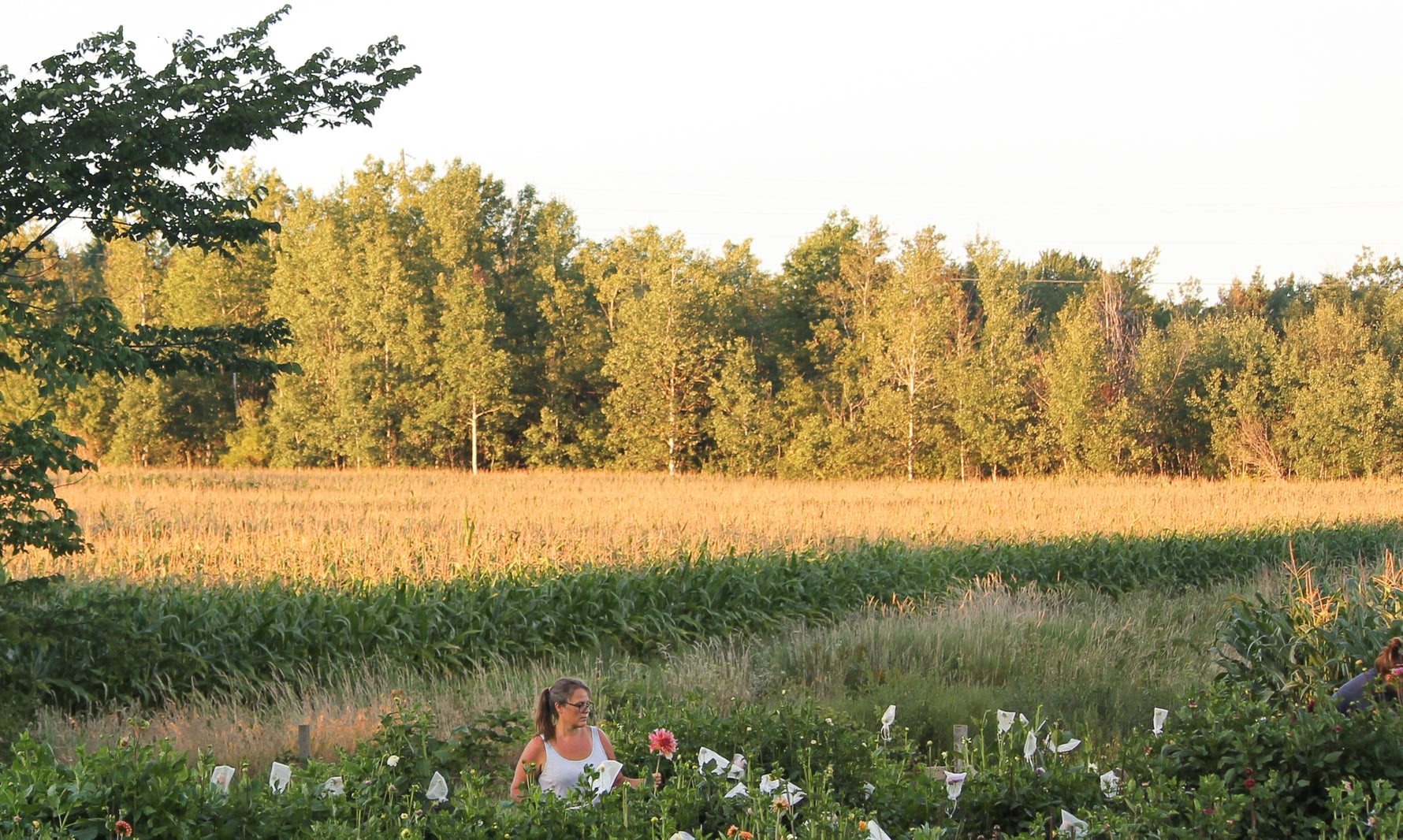 Greener Pastures Farm – greenerpasturesns