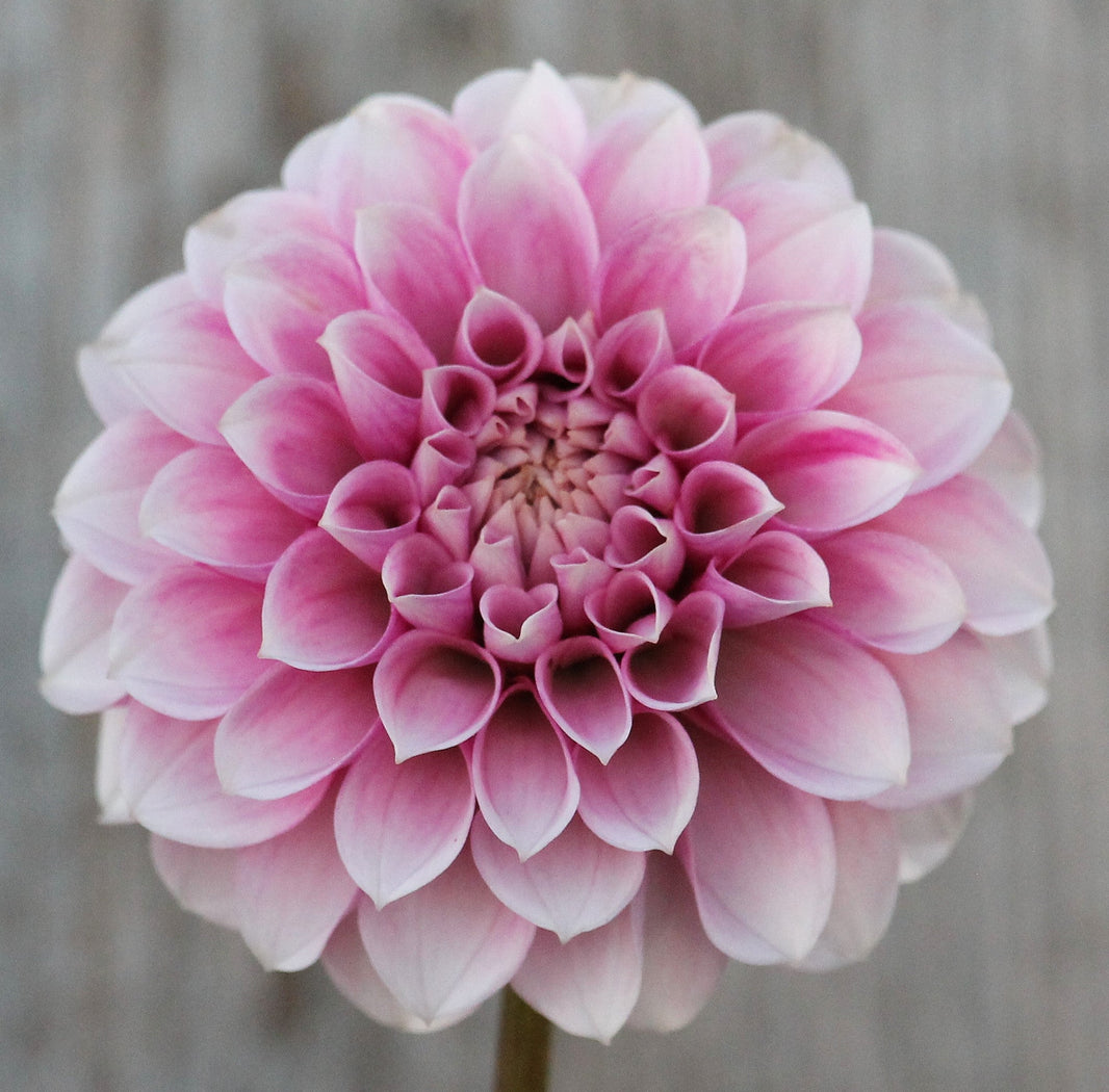 Greener Pastures Farm – greenerpasturesns