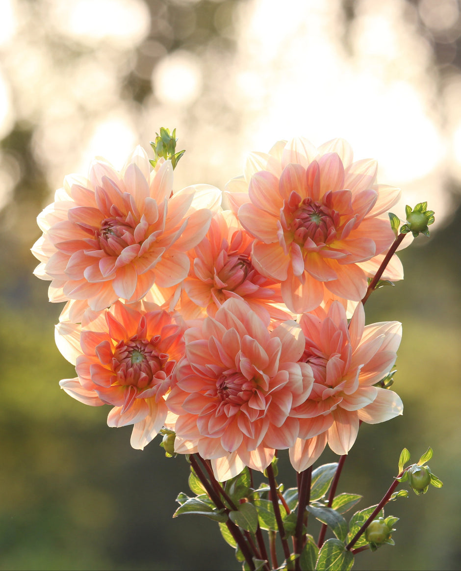 Greener Pastures Farm – greenerpasturesns