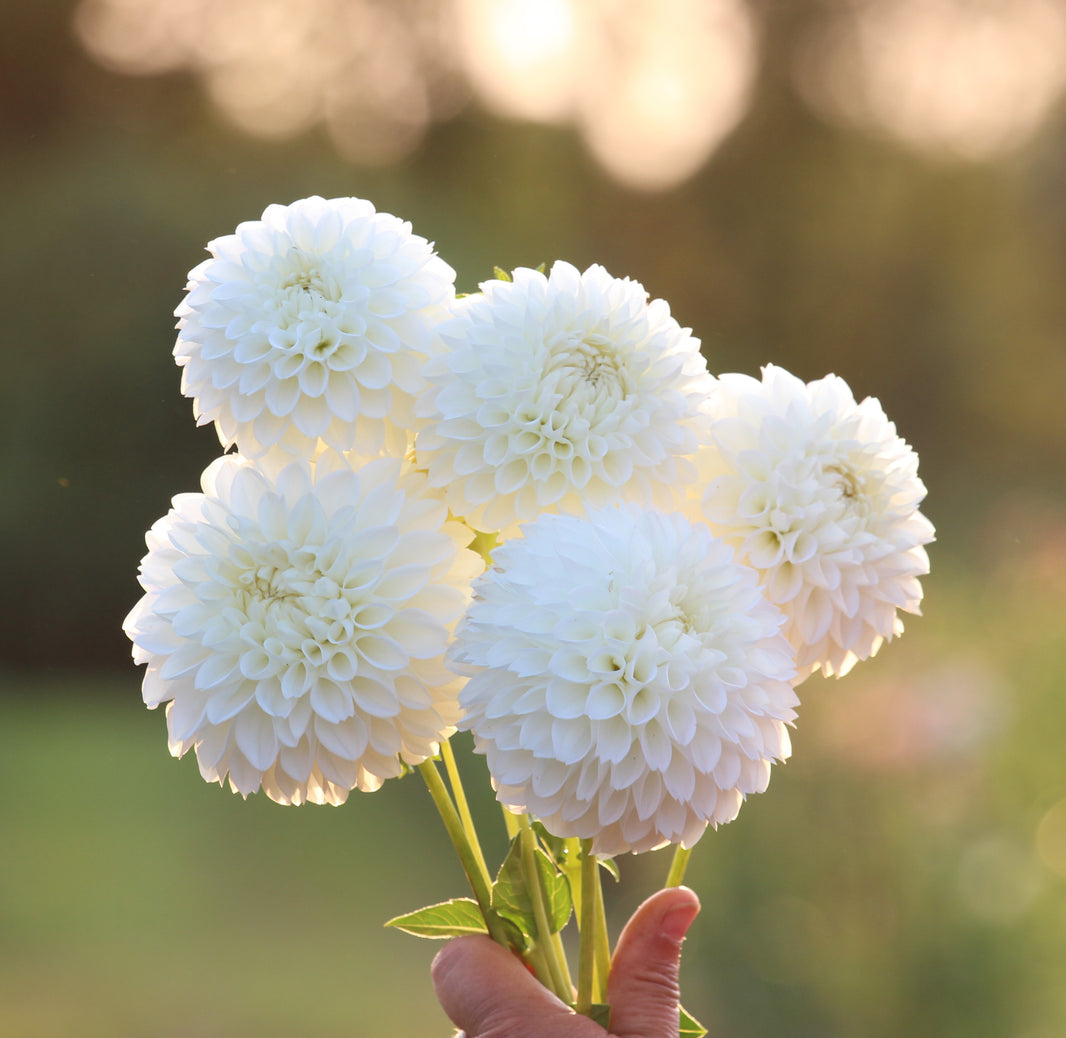 Greener Pastures Farm – greenerpasturesns